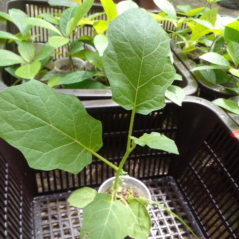 ANAK POKOK TERUNG PIPIT[TERUNG BEREMBANG/TERUNG LIAR]beli 5 anak pokok ...
