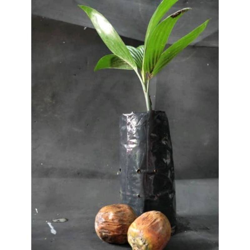 Anak pokok pinang, areca palm sapling. | Shopee Malaysia