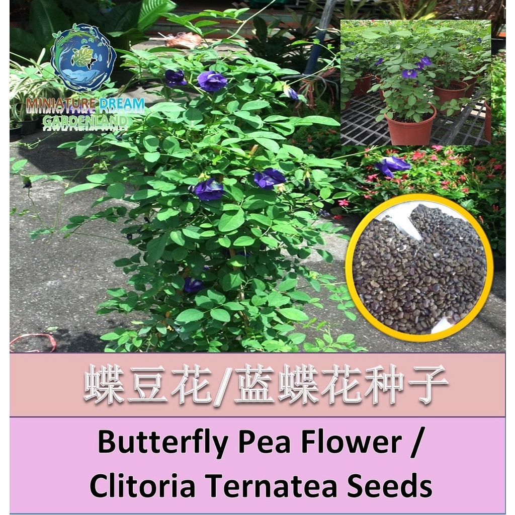 【Ready Stock/现货】Butterfly Pea Flower / Clitoria Ternatea Seeds / Biji ...