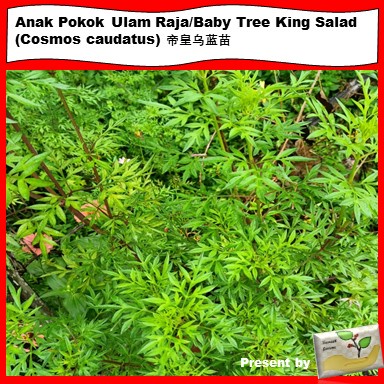 Anak Pokok Ulam Raja/Baby Tree King Salad (Cosmos caudatus) 帝皇乌蓝苗 ...