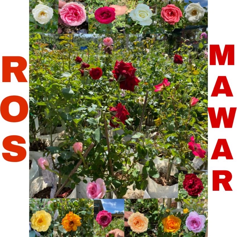 POKOK BUNGA ROSE MAWAR THAILAND LIVE PLANT (WANGI) MURAH!!!!! (POLIBAG 8CM) | Shopee Malaysia