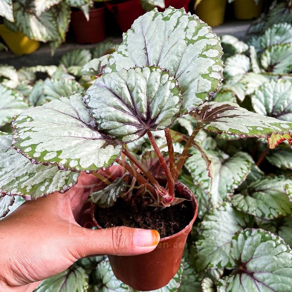 LOVE GARDEN - Pokok Begonia Rex | Begonia Rex Silver Splash | Shopee ...