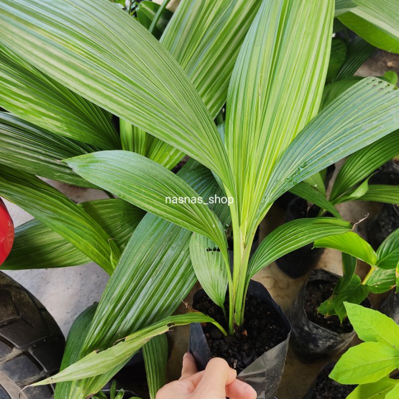 Pokok Herba Lemba Lembar Pinang Puyuh - dalam Polybag / Herb ...