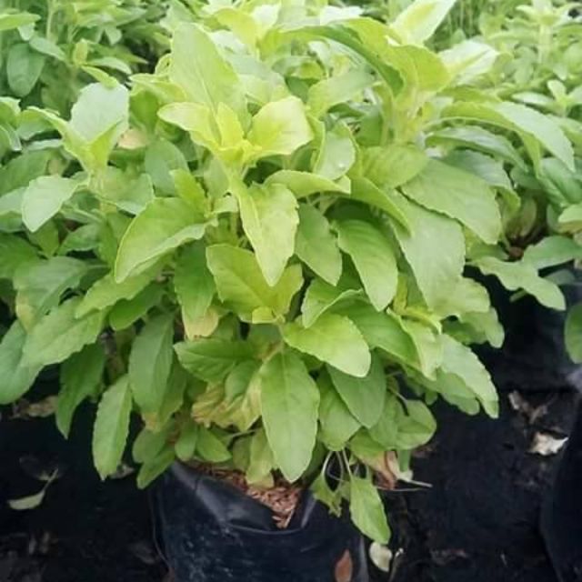 Anak pokok Thai basil / Kapraow / ต้นกะเพรา | Shopee Malaysia