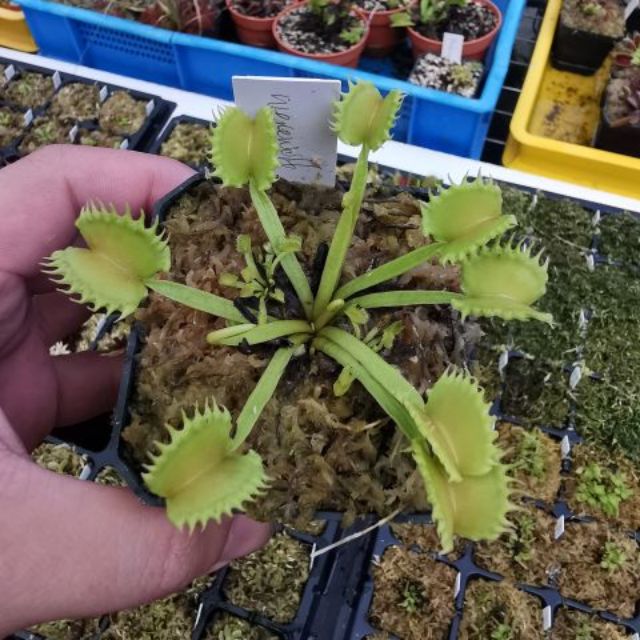 Dionaea Muscipula "Werewolf" Venus Flytrap Carnivorous Plant | Shopee Malaysia
