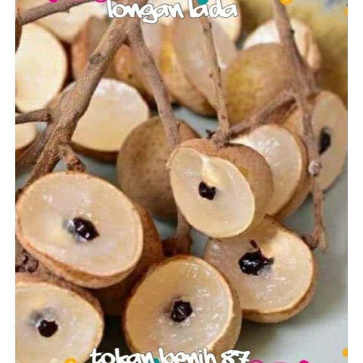 Pokok Longan Lada Hitam | Shopee Malaysia