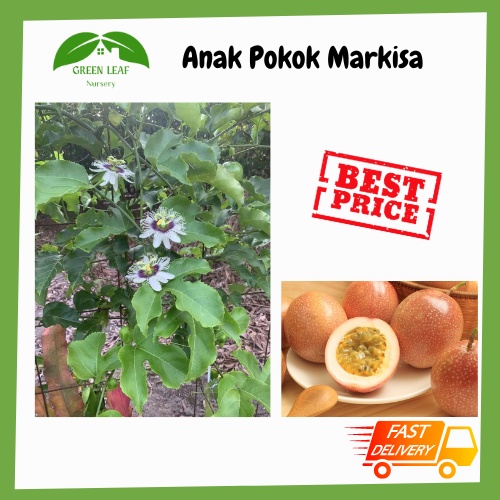 Green Leaf Nursery - Anak Pokok Markisa / Passion Fruit /满天星百香果树苗 ...