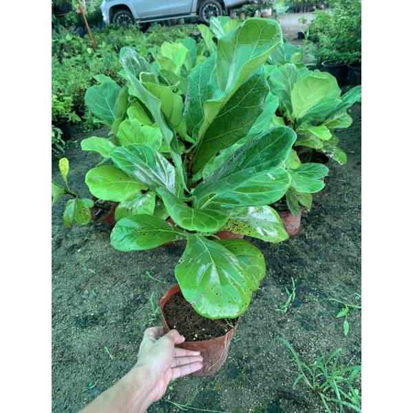 Pokok bunga Ficus lyrata Fiddle leaf Fig (Real live plant) | Shopee ...
