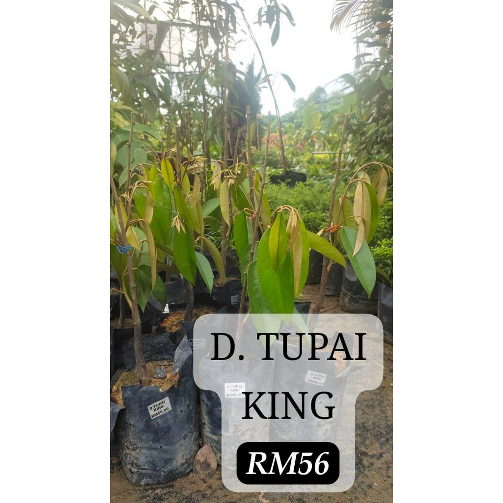 Anak Pokok Durian (Untuk Ditanam) Musang King / Tupai King / Duri Hitam ...