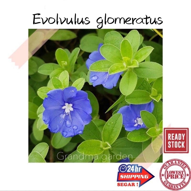 (GG real plant) evolvulus glomeratus ^ blue daze flower Pokok hidup ...
