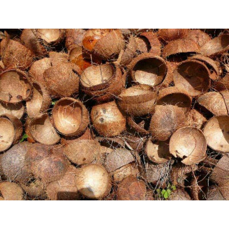 10 dried coconut shells | Shopee Malaysia