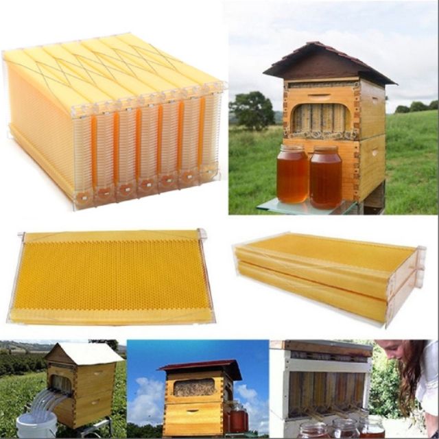 BeeHive Frame Easy-Harvest Honeycomb Sarang Lebah Madu Apis Mallifera ...