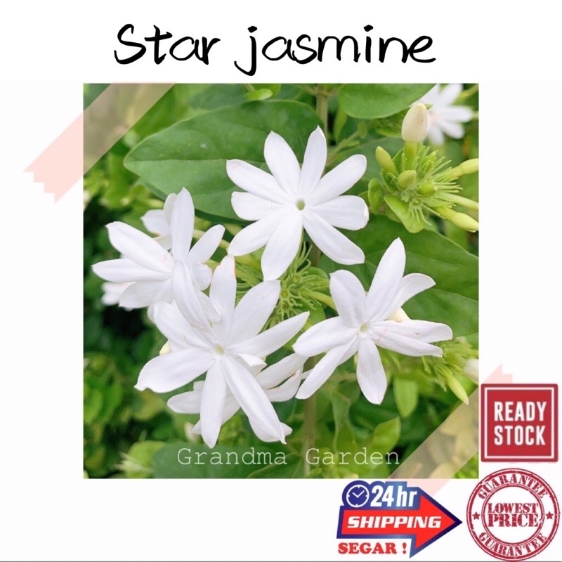 (GG real plant) star jasmine ^ bunga pokok hidup hiasan luar rumah live ...