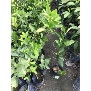 Buy limau Online With Best Price, Jul 2024 | Shopee Malaysia