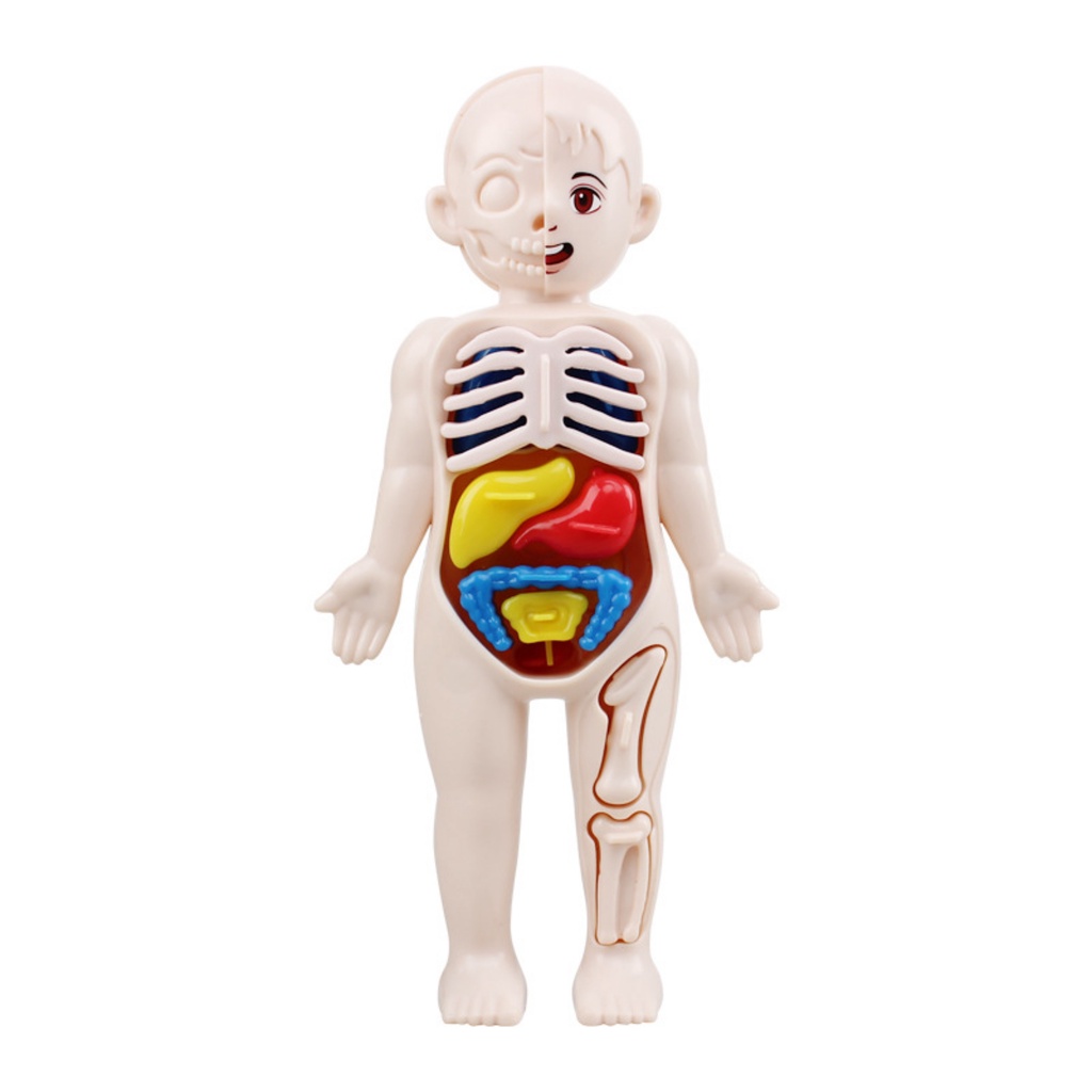 Human Organ Felt Cardboard Miniature Human Body Model Anatomy Skeleton ...