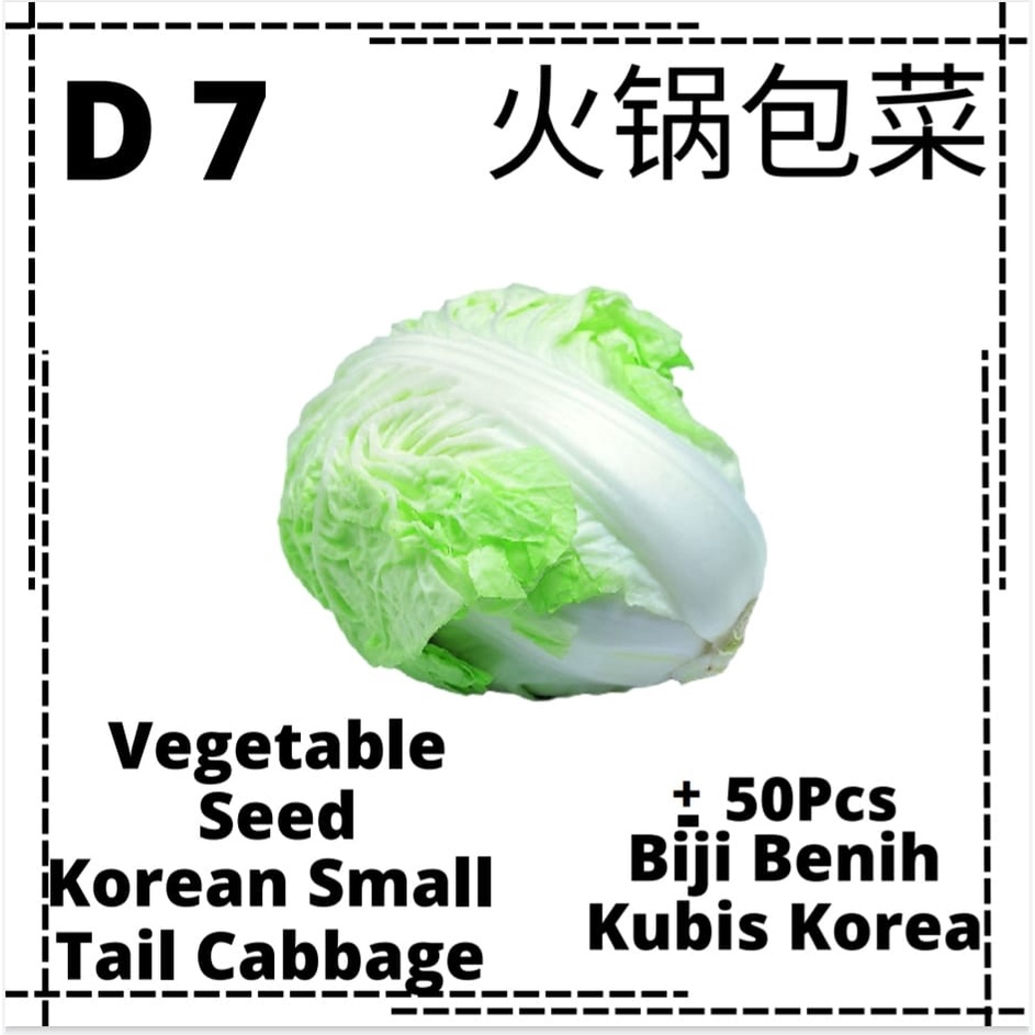 Kailan Kangkung Sawi Japanese Salad Biji Benih Vege Sayur sayuran ...