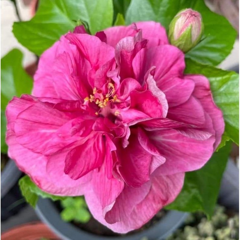 Part 4/6 : Pokok Bunga Raya Hibiscus Rose Of Sharon Lavender Chiffon ...