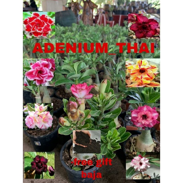 Adenium thai real live plant multi layer (pokok bunga kemboja) | Shopee ...