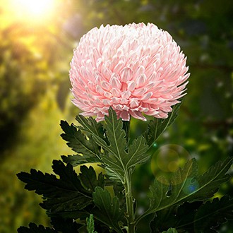 Cameron Highlands Fresh Flower - Dyed Coloured Peony Mum x 6 stems ...