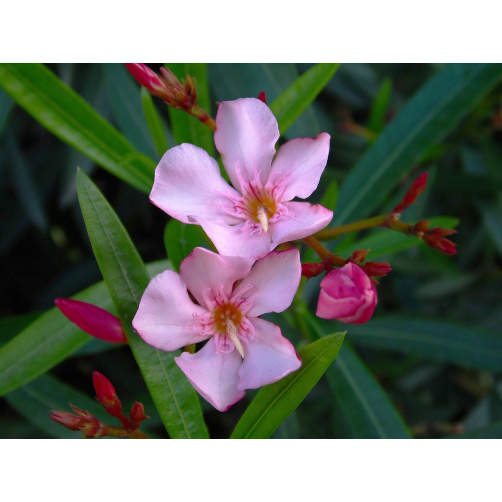 Nerium Oleander real live outdoor plant 夹竹桃 anak pokok bunga hidup ...