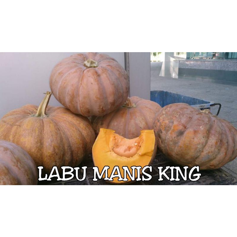 Benih Sayur LABU MANIS KING F1 HYBRID | Shopee Malaysia