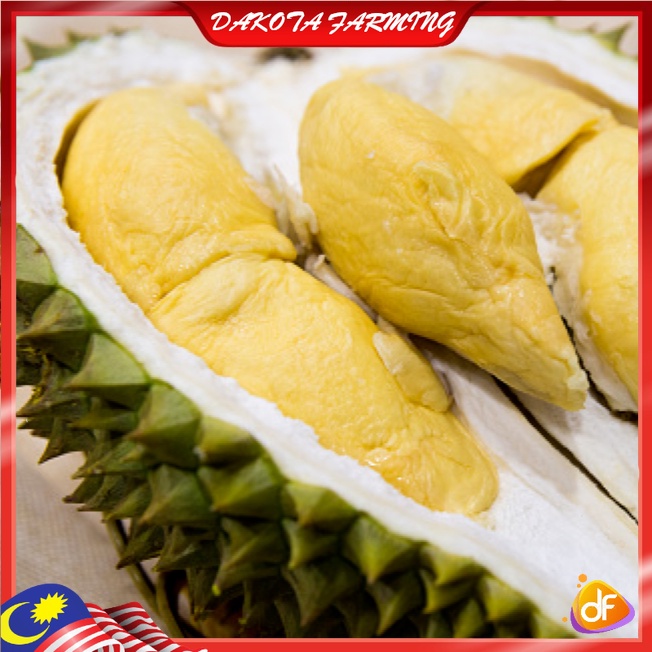 Anak Pokok Durian Kanyou Tangkai Panjang D158 Cepat Berbuah | Shopee ...