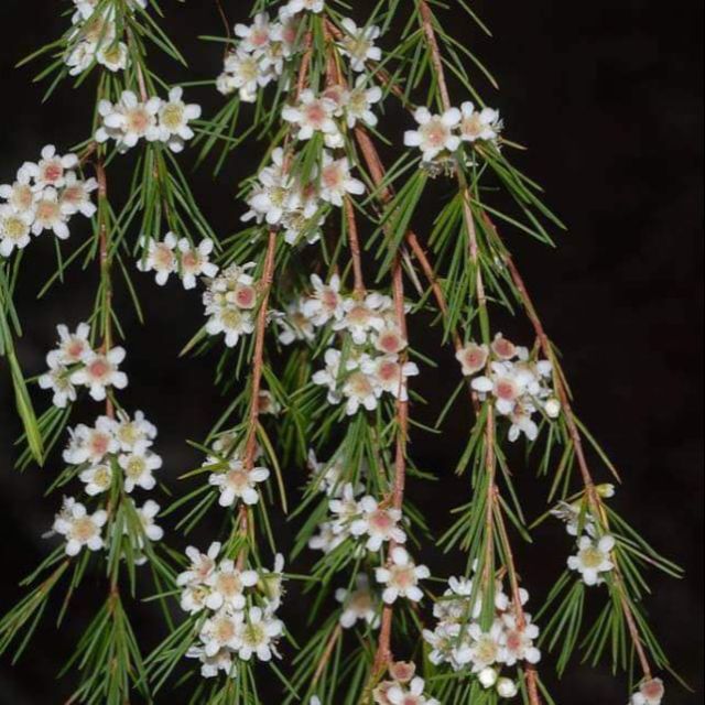 Pokok cucur atap nama lain ( corong atap ) | Shopee Malaysia