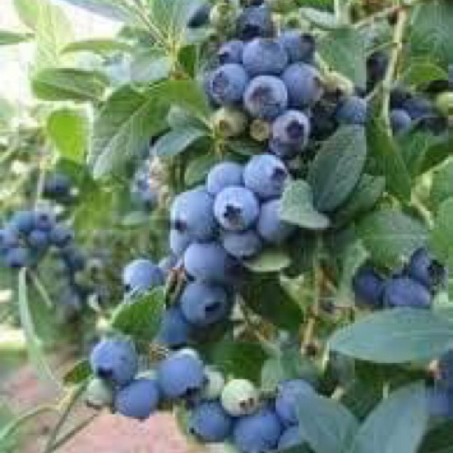 pokok blueberry- boleh tanam di Malaysia, sunshine blue, lexi | Shopee ...