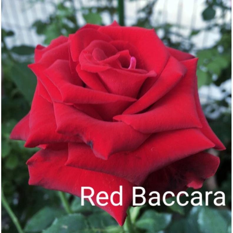 pokok ros tahan panas English rose floribunda rose ros baka luar negara ros thailand ros zety ...