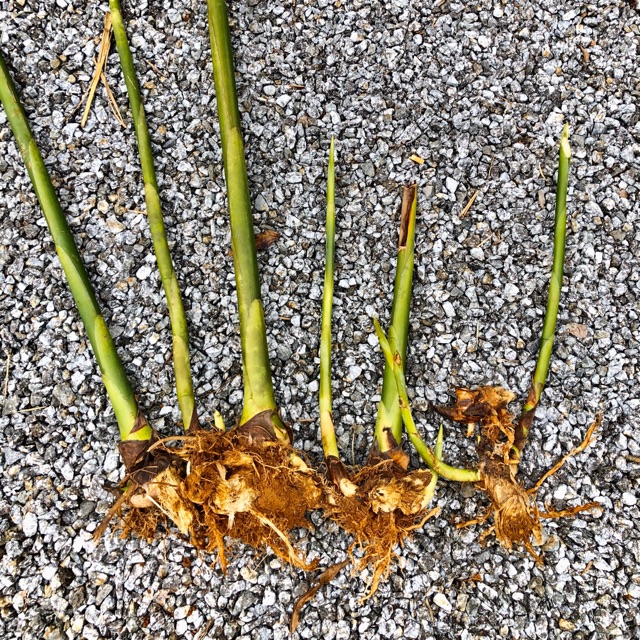 POKOK BUNGA KANTAN / ANAK POKOK BUNGA KANTAN / BUNGA SIANTAN / SAKA ...