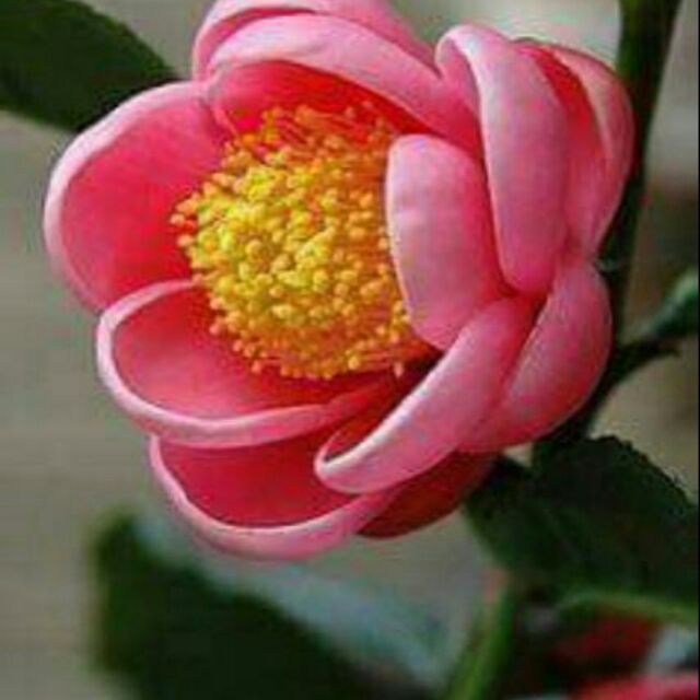 Pokok bunga tropical camelia(sedang brbunga) | Shopee Malaysia