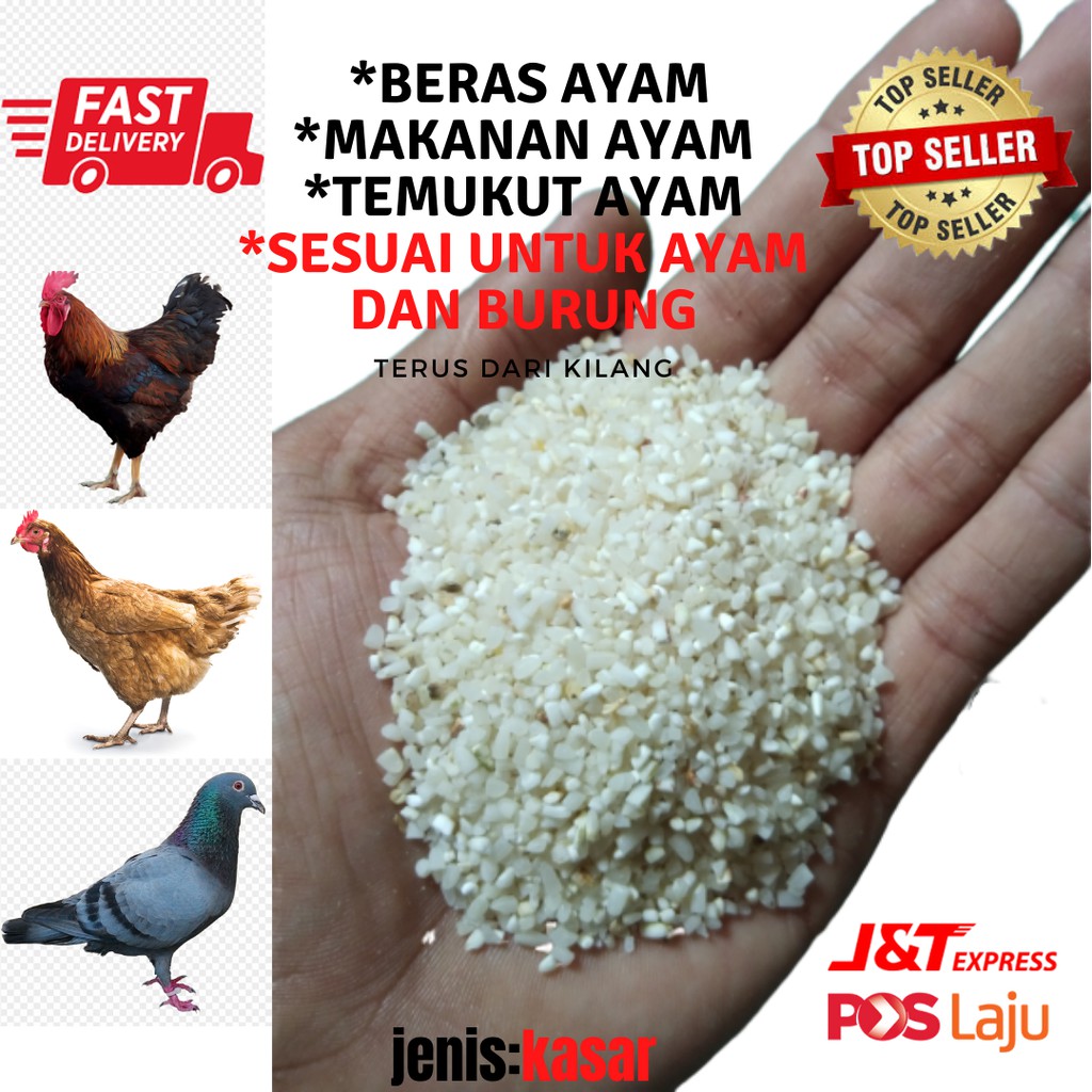 [READY STOCK 1KG] (KASAR)Chicken Feed/ Makanan Ayam/ Beras Hancur ...