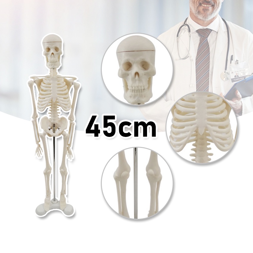 Human Skeleton Model torso Educational Teaching Aids Anatomy 45cm High | Shopee Malaysia