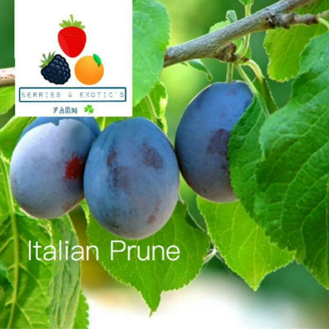 Pokok Prune Plum Italian @ Italian Prune Plum (Grafted @ Kahwin ...