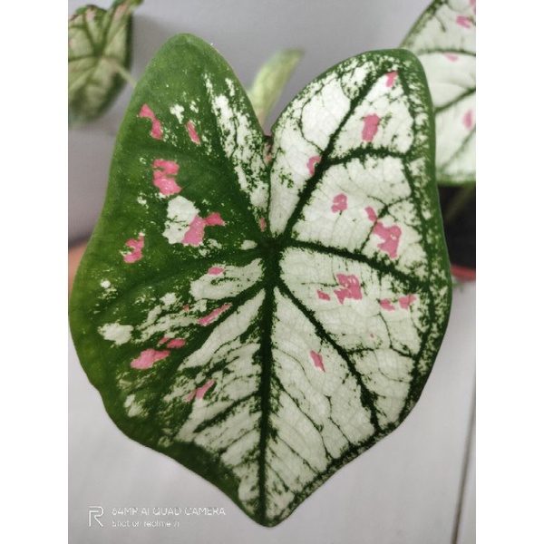 Anak Pokok keladi murah | Shopee Malaysia