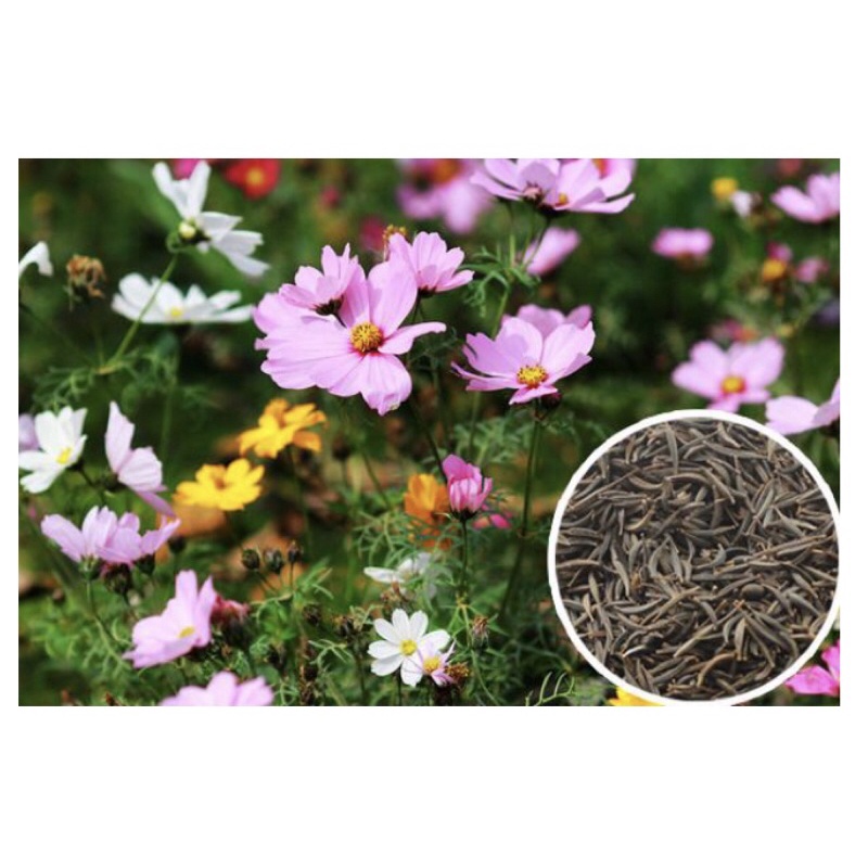 ReadyStock in 🇲🇾Cosmos flower seeds Biji Benih Bunga Cosmos 波斯菊花种子 ...