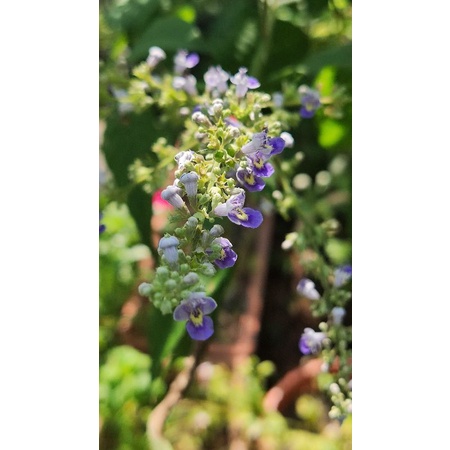 Vitex 5leaf Vitex negundo/ pokok lemuni putih | Shopee Malaysia