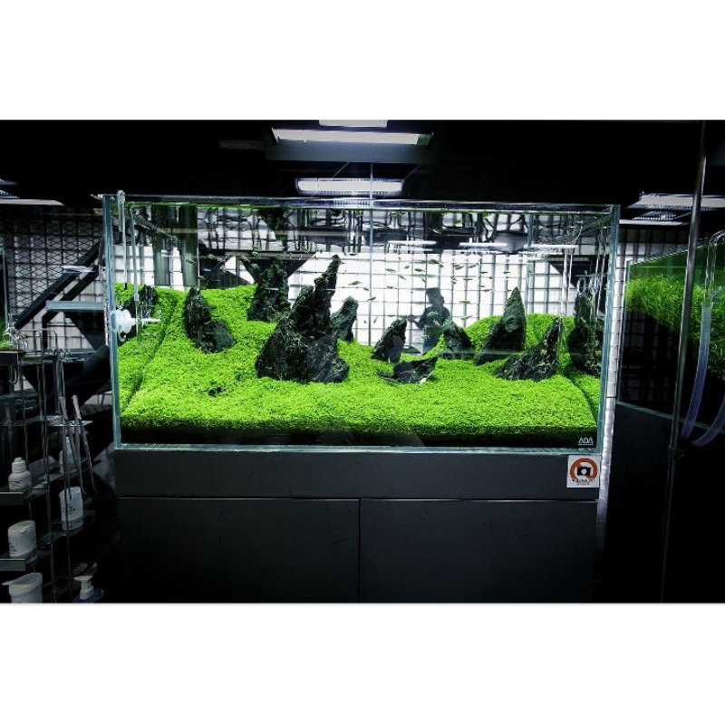 Monte Carlo Box: 17cm*12cm (AquaticLifeShop) | Shopee Malaysia
