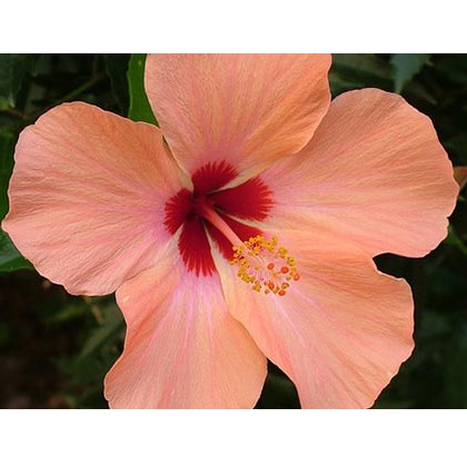 keratan batang pokok bunga raya hibiscus peach | Shopee Malaysia