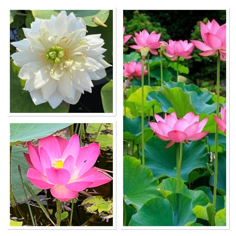 Lotus Live plant Teratai hidup Tuber Aquatic Flower Pokok bunga ...