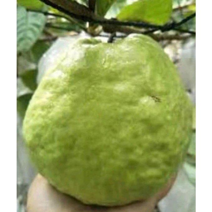 Anak Pokok Jambu Batu Lohan🌱🔥罗汉番石榴树苗 🌱🔥Lohan Guava Tree🌱🔥 | Shopee Malaysia