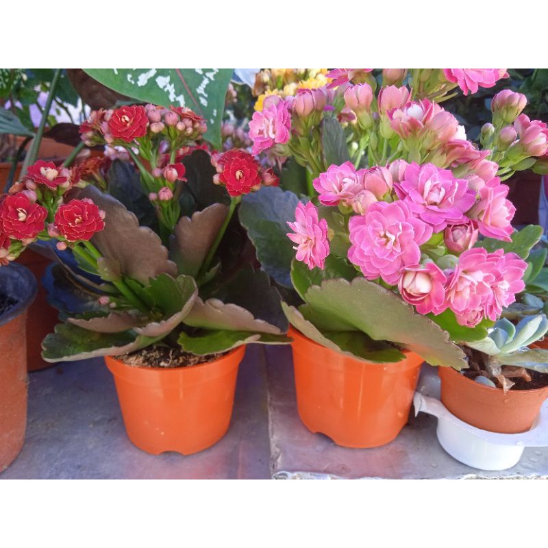 BUNGA SETAWAR / KALANCHO | Shopee Malaysia