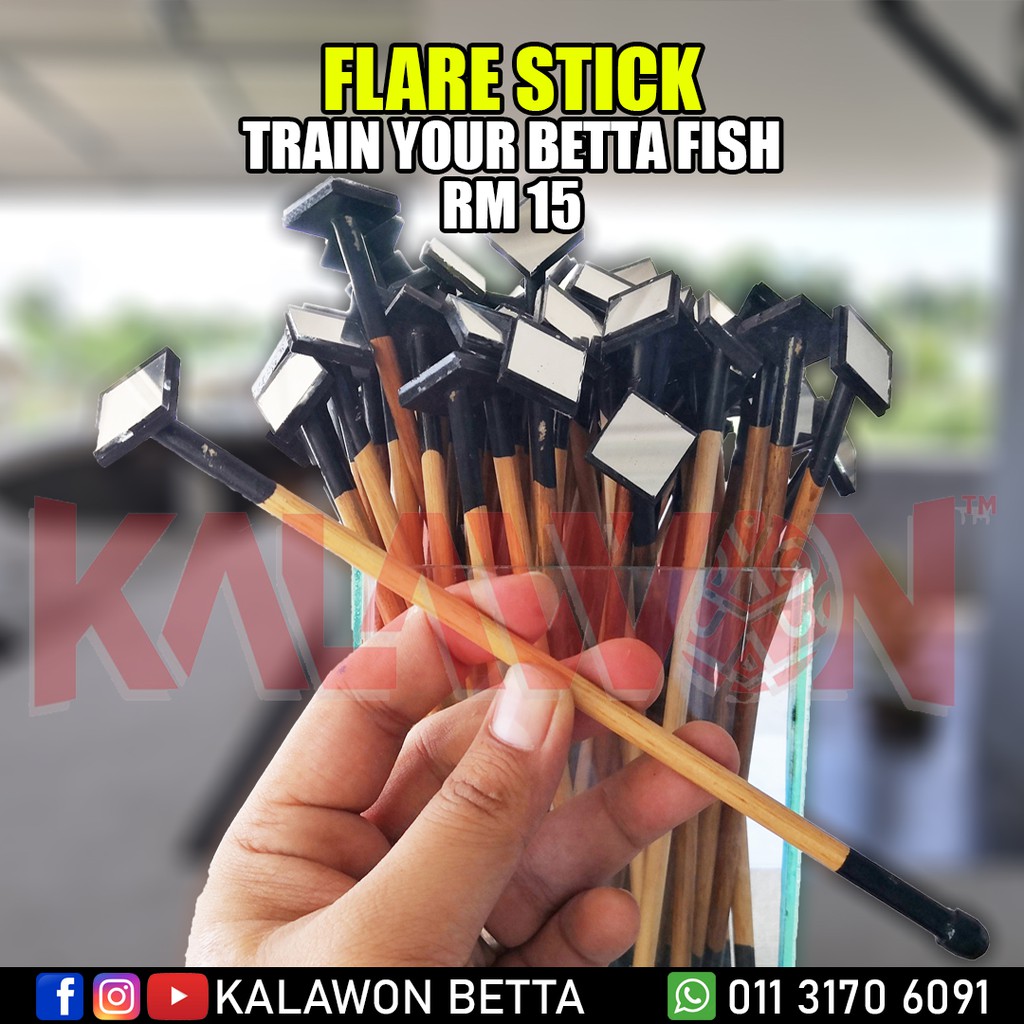 Flare Stick for Betta Fish | Shopee Malaysia