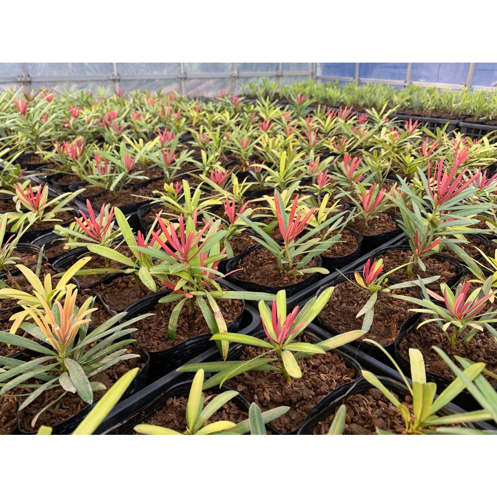 Podocarpus Mood Ring real live outdoor plant 罗汉松 anak pokok hidup ...