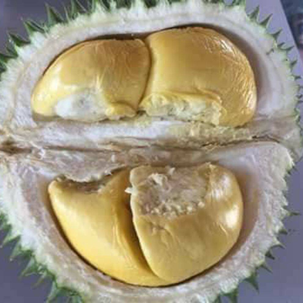 [HOT SELLING] ANAK POKOK DURIAN BESERAH D145 MEK HIJAU / BULUH BAWAH ...