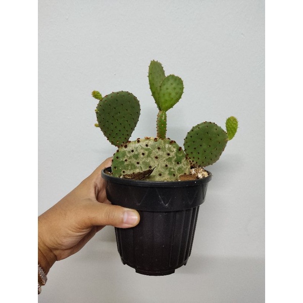 Mickey Mouse Cactus Live Plants Cactus Varieties Pokok Kaktus Hidup ...
