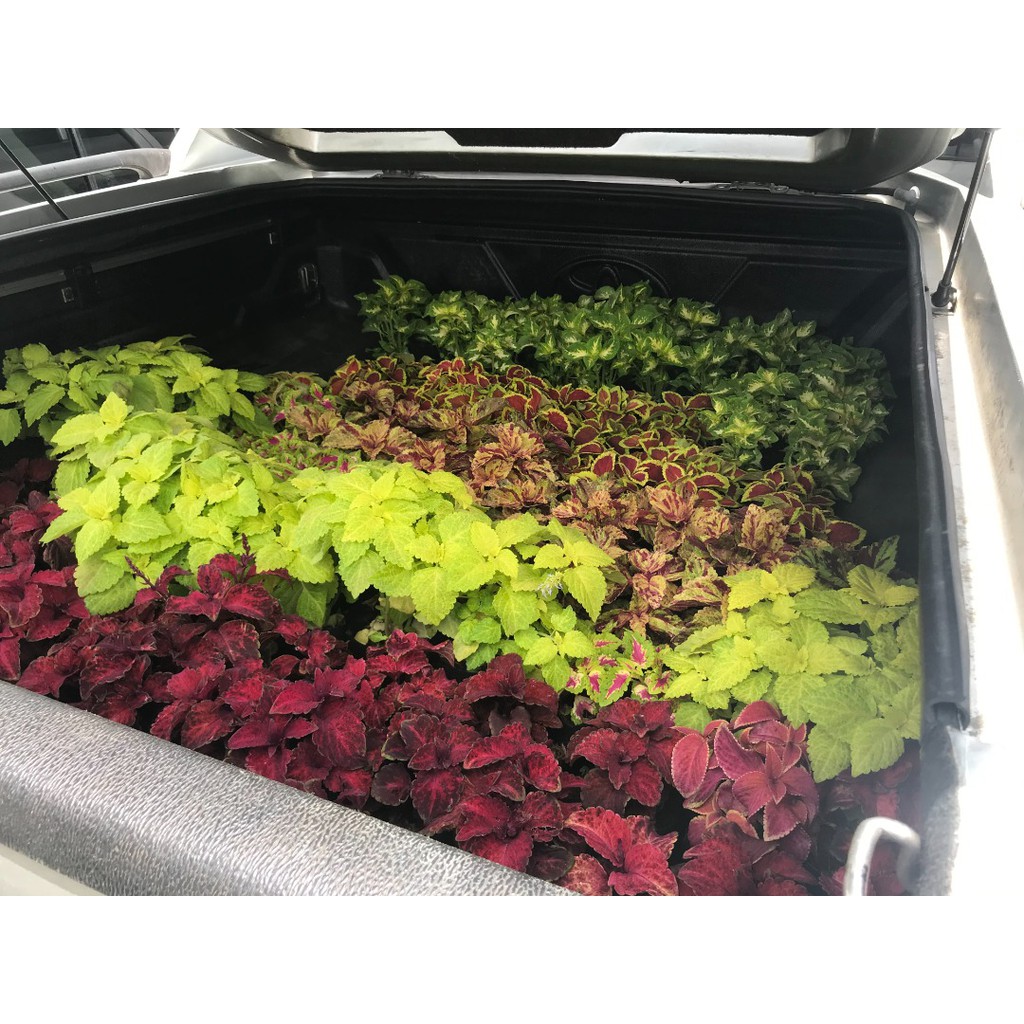 KERATAN POKOK BUNGA ATI ATI COLEUS RARE CANTIK WARNA WARNI MERAH PURPLE ...