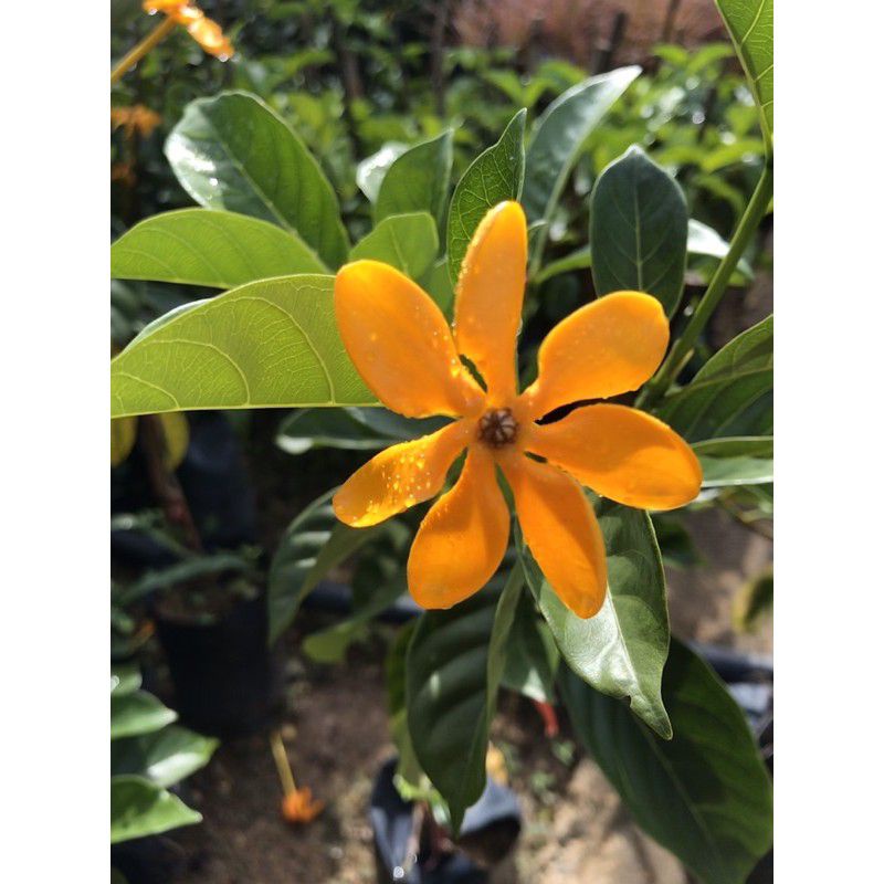 Anak Pokok Kula gardenia Harum Wangi Kuning | Shopee Malaysia