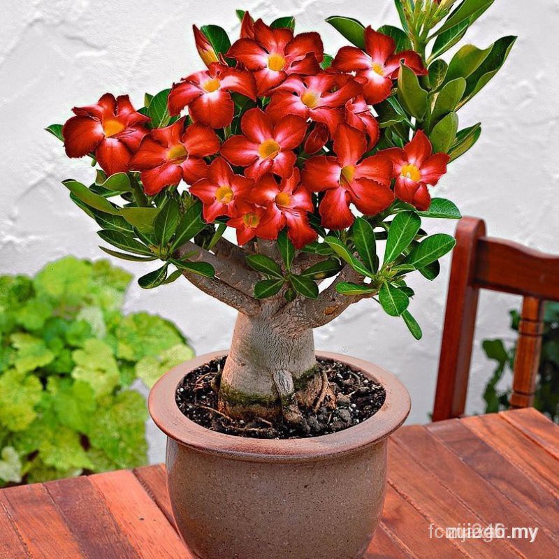 20pcs Benih tahan panas Adenium Obesum, bunga gurun, biji bunga langka ...