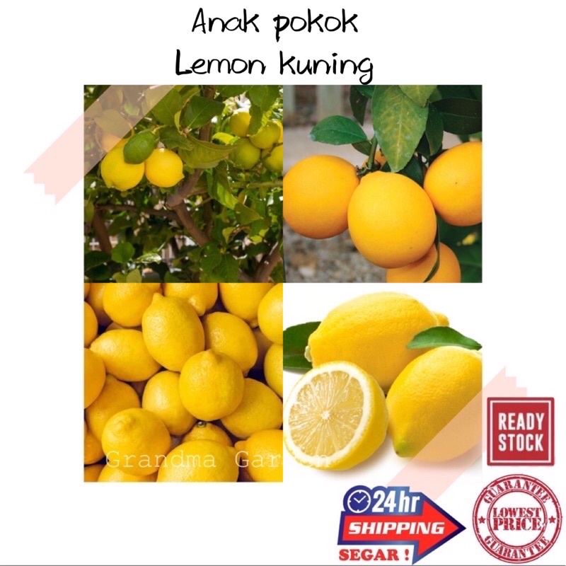 (GG real plant) anak pokok lemon kuning ^ cpt berbuah hybrid premium ...